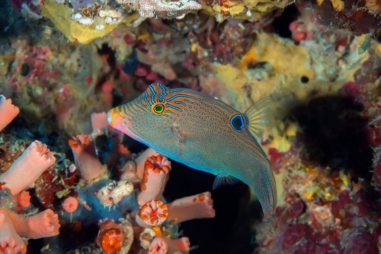 101 Things That Are Blue in Nature (Visual List)