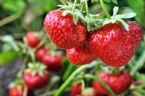 140 Things That Are Red in Nature (With Beautiful Photos) | Color Meanings