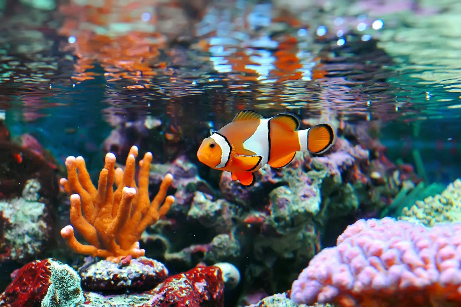 200+ Things That Are Orange in Nature (Full List and Photos) | Color ...
