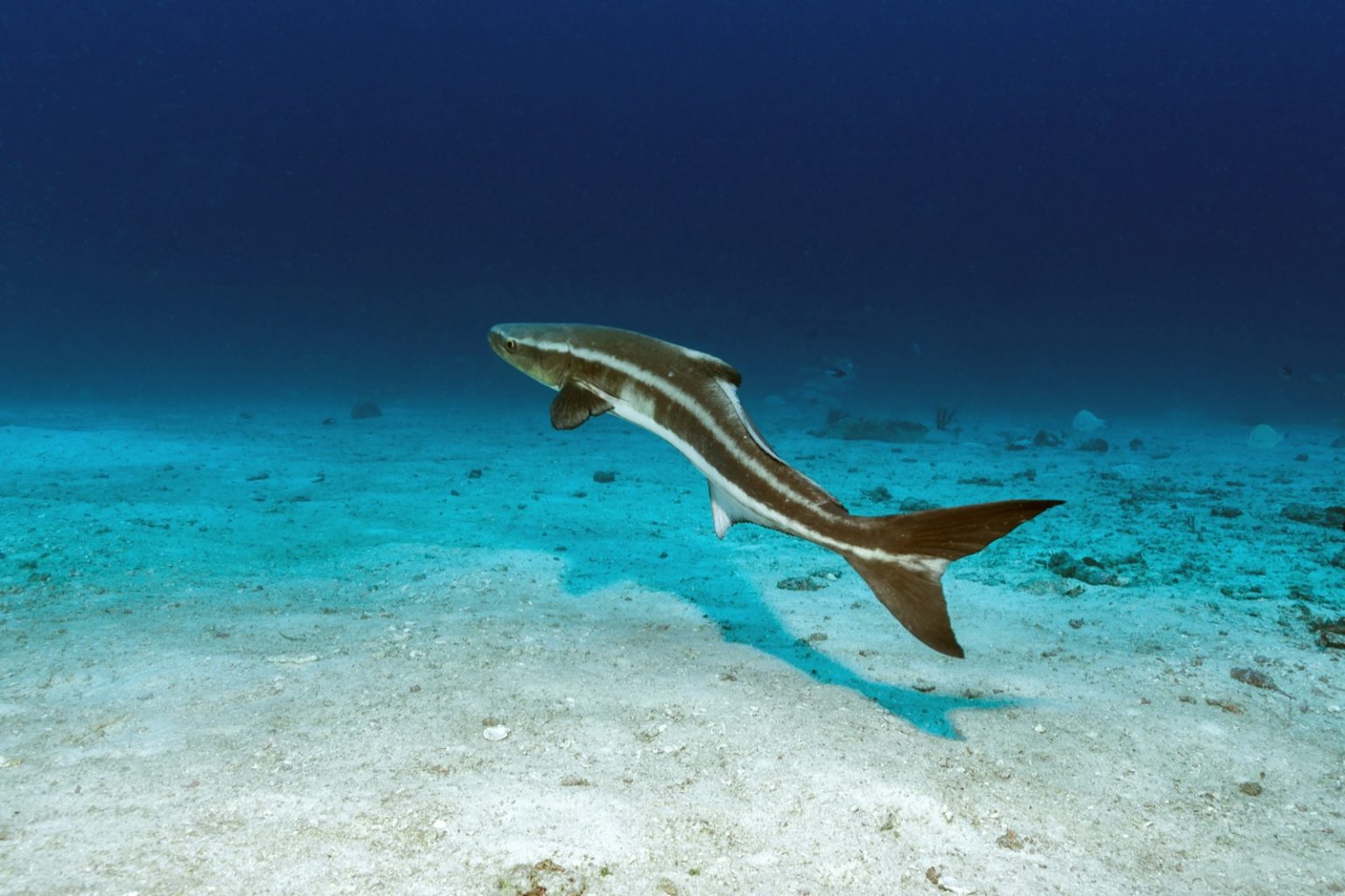 112 Remarkable Things That Are Brown in Nature (Photos)