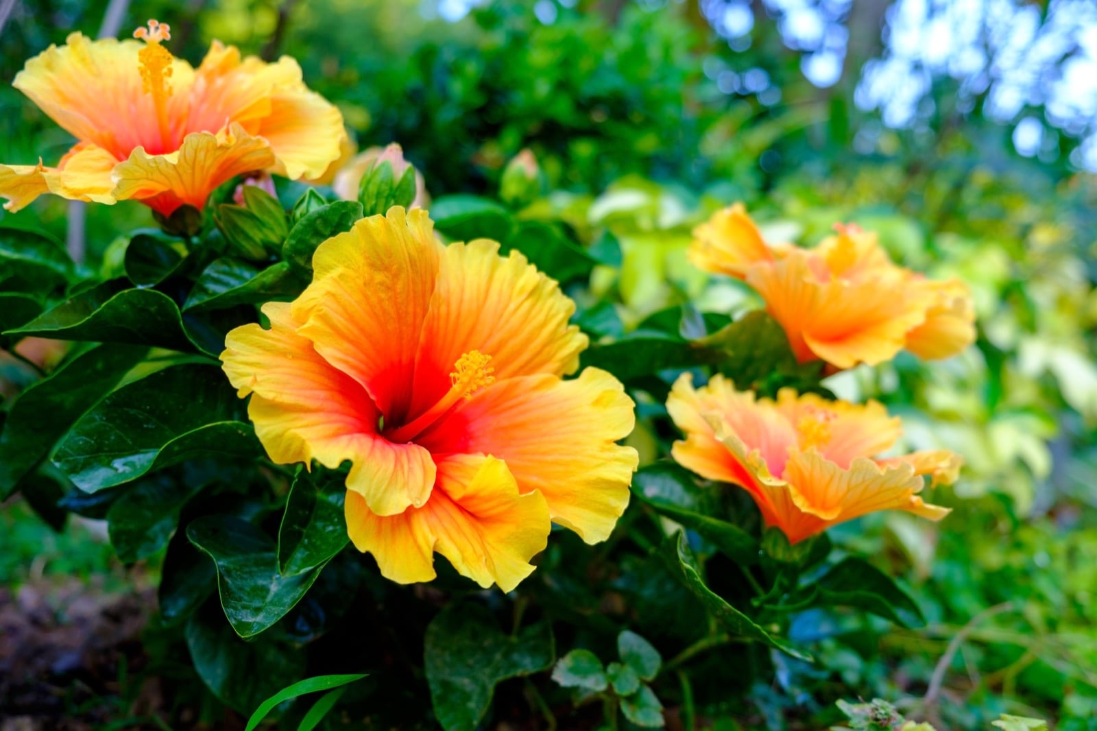 85 of the Most Colorful Flowers in the World | Color Meanings