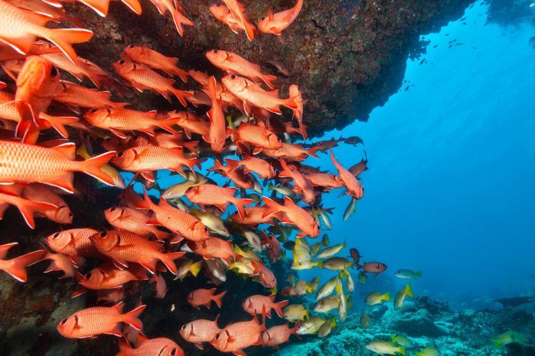 200+ Things That Are Red in Nature (Full List and Photos) | Color Meanings