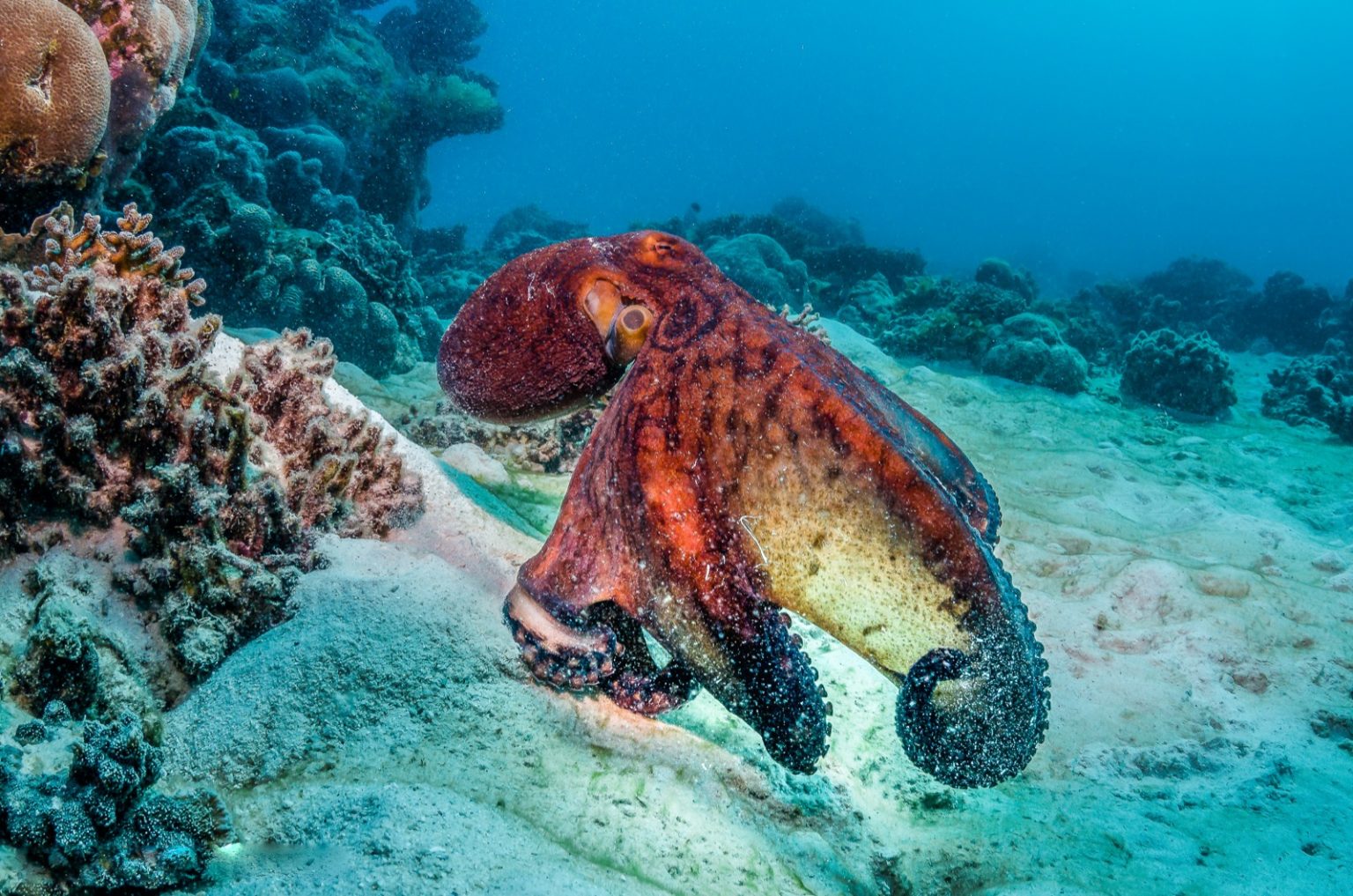 Sea Creature That Changes Colors