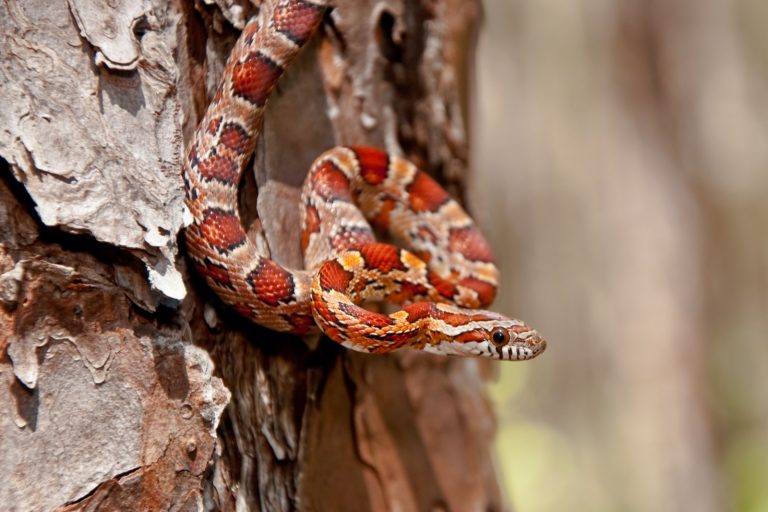 200+ Things That Are Red in Nature (Full List and Photos) | Color Meanings