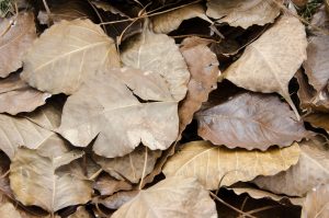 200+ Things That Are Brown in Nature (Full List and Photos) | Color ...