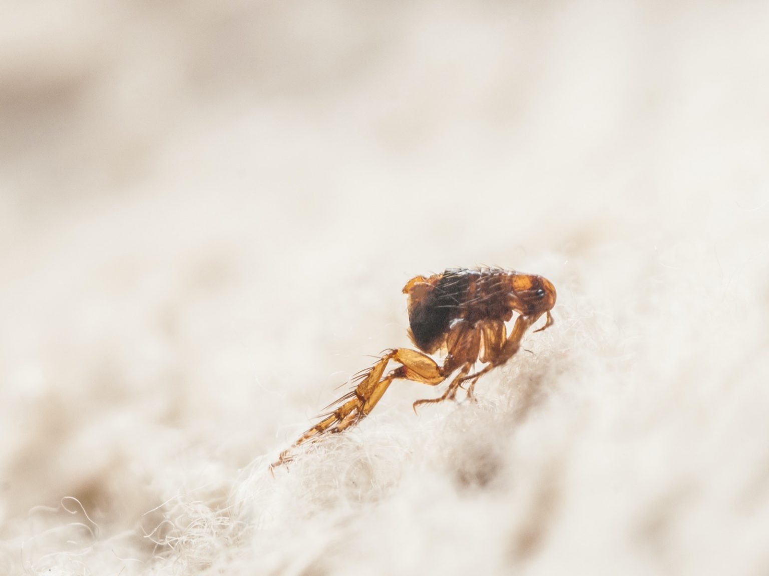 How Colors Can Attract the Ancient Gaze of Fleas and Ticks | Color Meanings