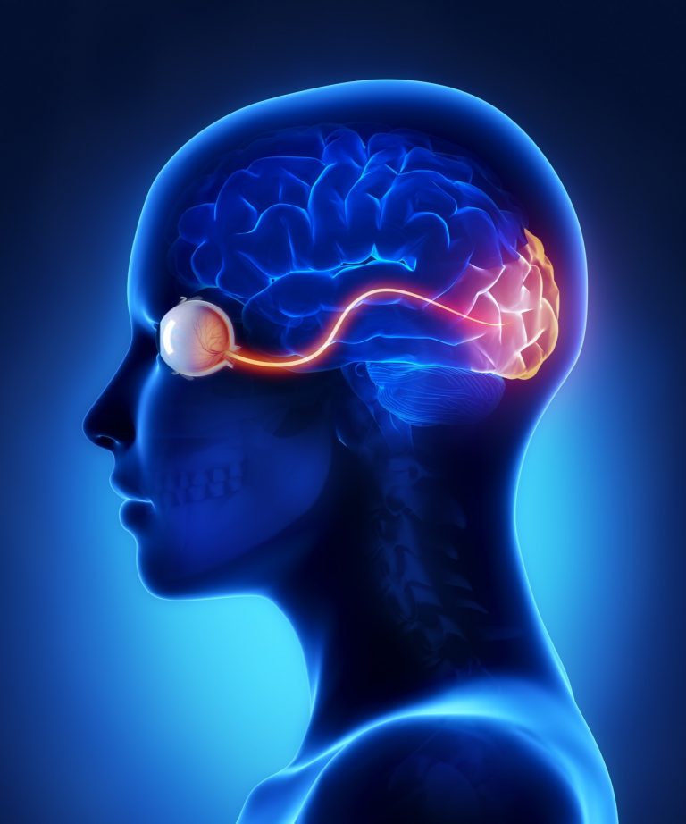 Can Rats and Mice See Color or Do They Have Limited Vision? | Color ...