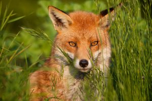 200+ Things That Are Orange in Nature (Full List and Photos) | Color ...