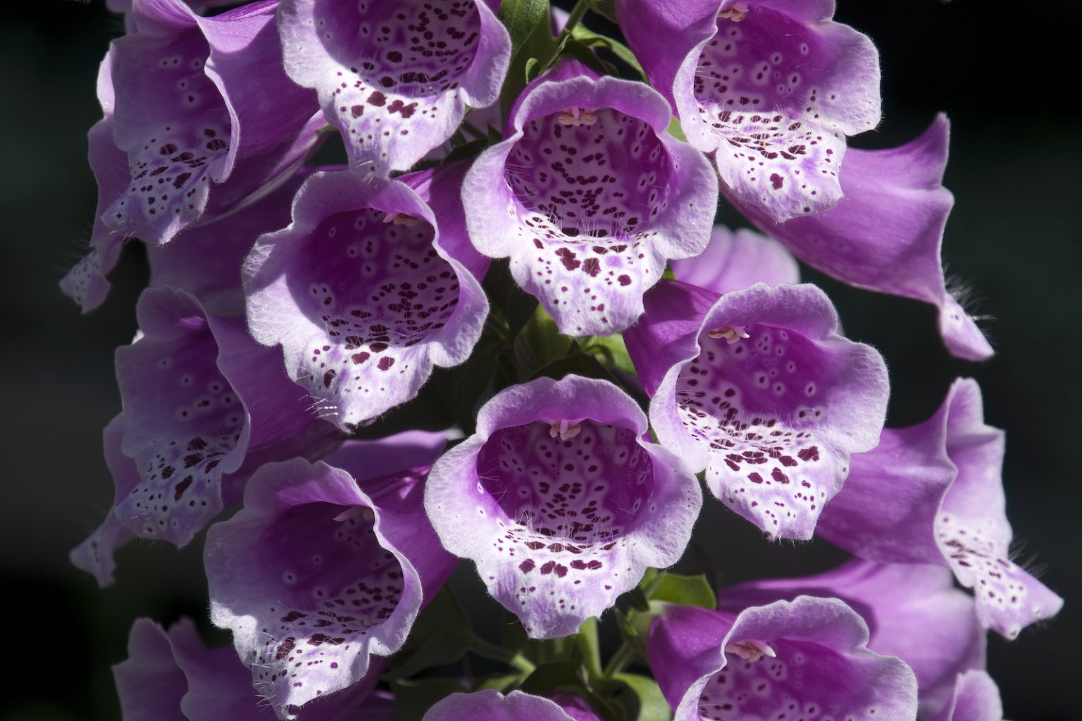 105 Things That Are Purple in Nature (Photos)