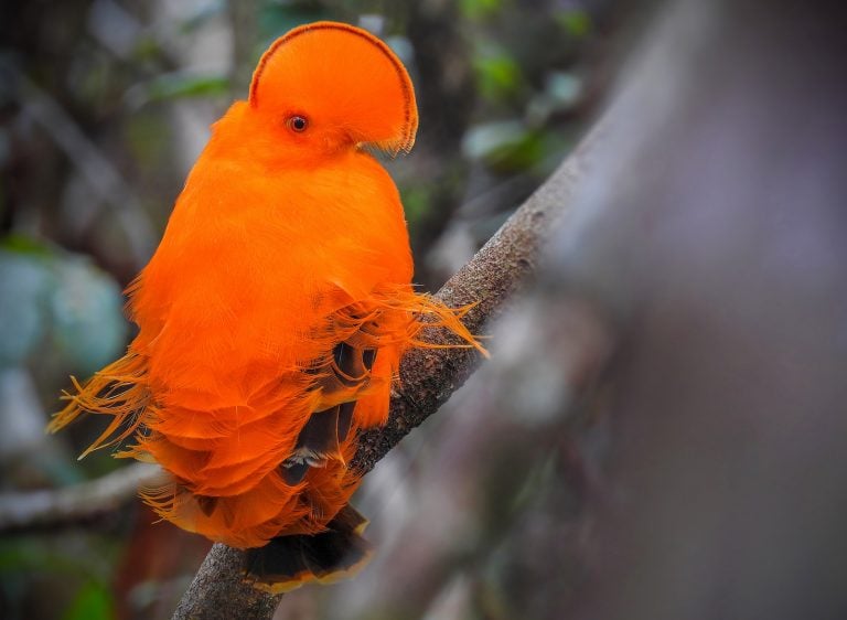200+ Things That Are Orange in Nature (Full List and Photos) | Color ...