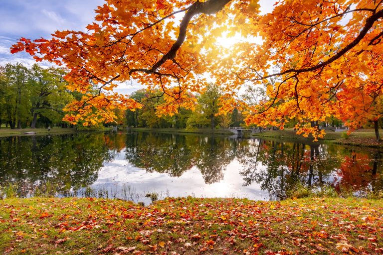200+ Things That Are Orange in Nature (Full List and Photos) | Color ...
