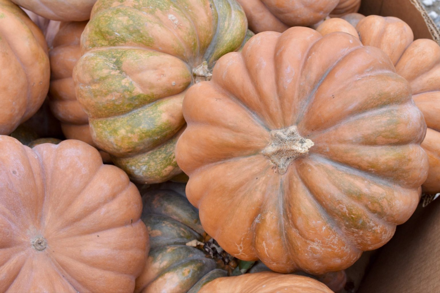 11 Pumpkin Colors and Their Meanings | Color Meanings
