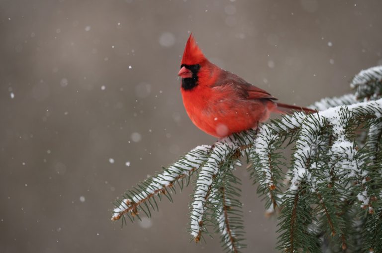 200+ Things That Are Red in Nature (Full List and Photos) | Color Meanings