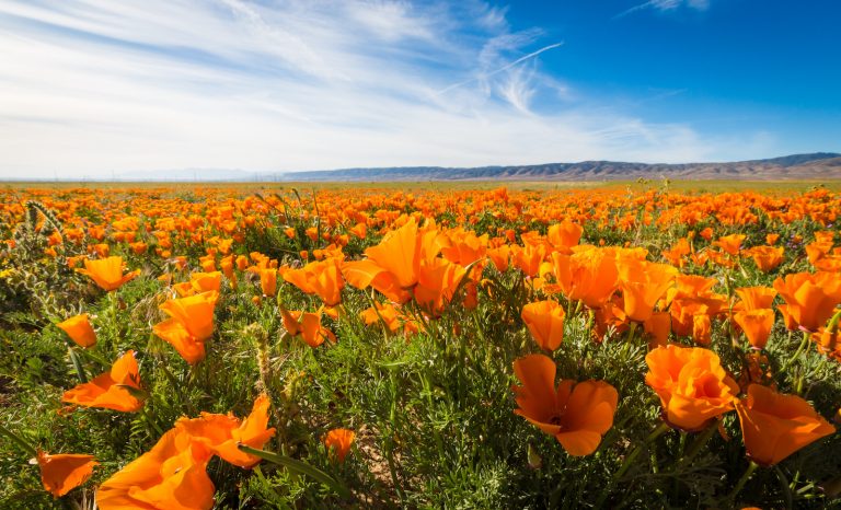 200+ Things That Are Orange in Nature (Full List and Photos) | Color ...