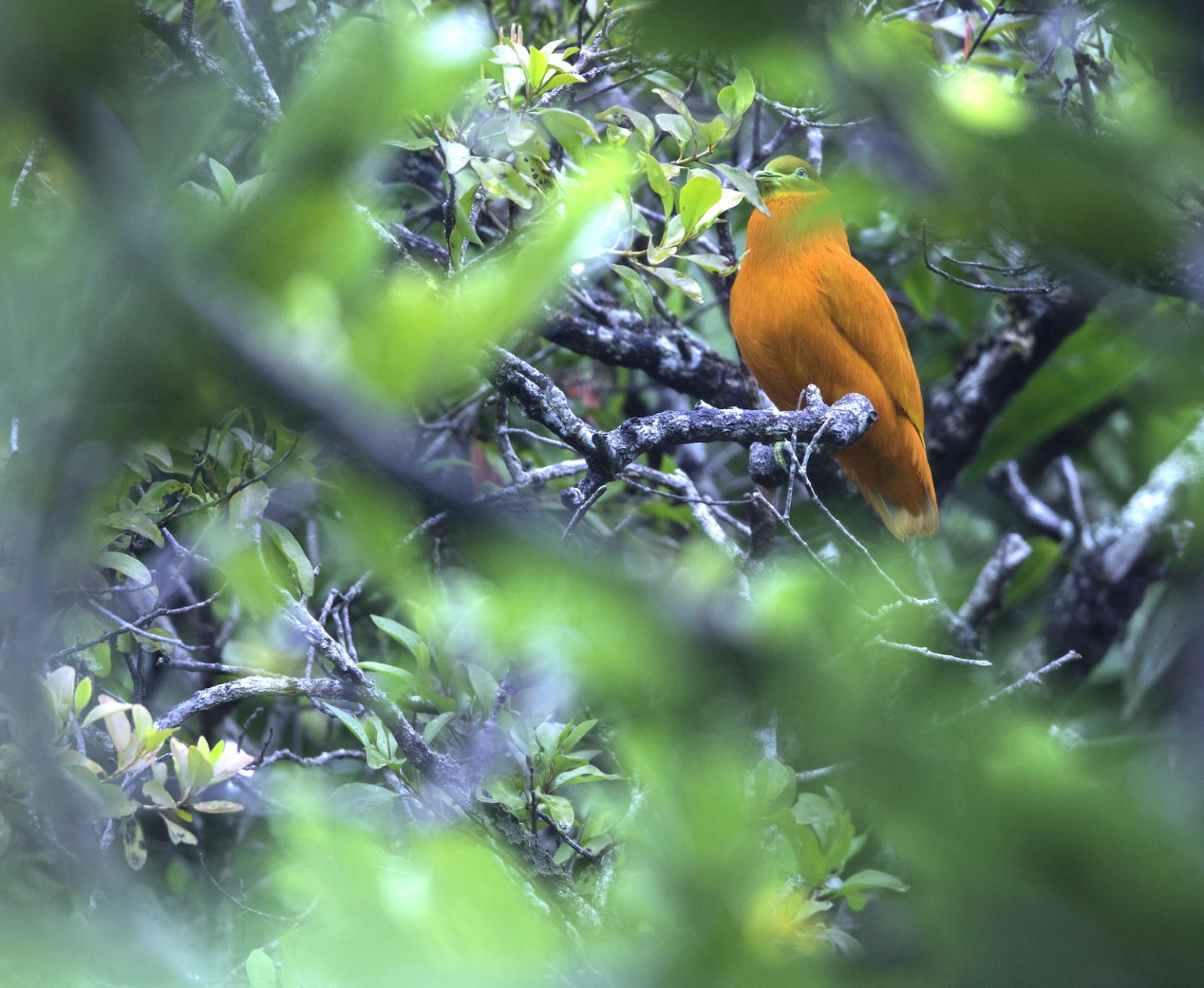 104 Things That Are Orange in Nature (Photos)