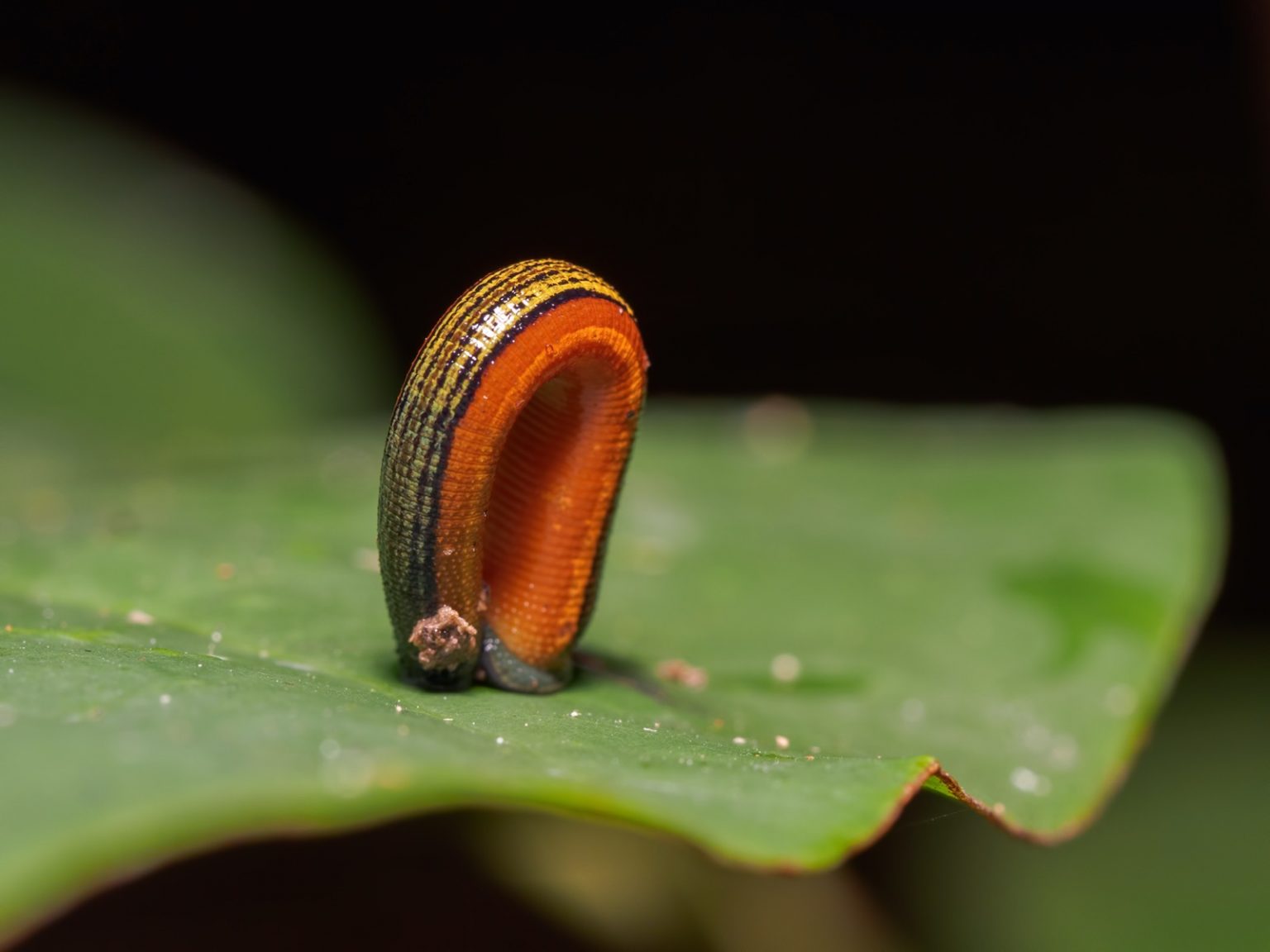 104 Things That Are Orange in Nature (Photos)