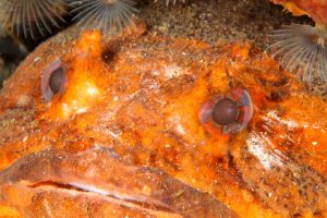 200+ Things That Are Orange in Nature (Full List and Photos) | Color ...