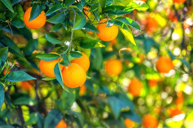 The History of the Color Orange: From Prehistoric Cave Paintings to ...