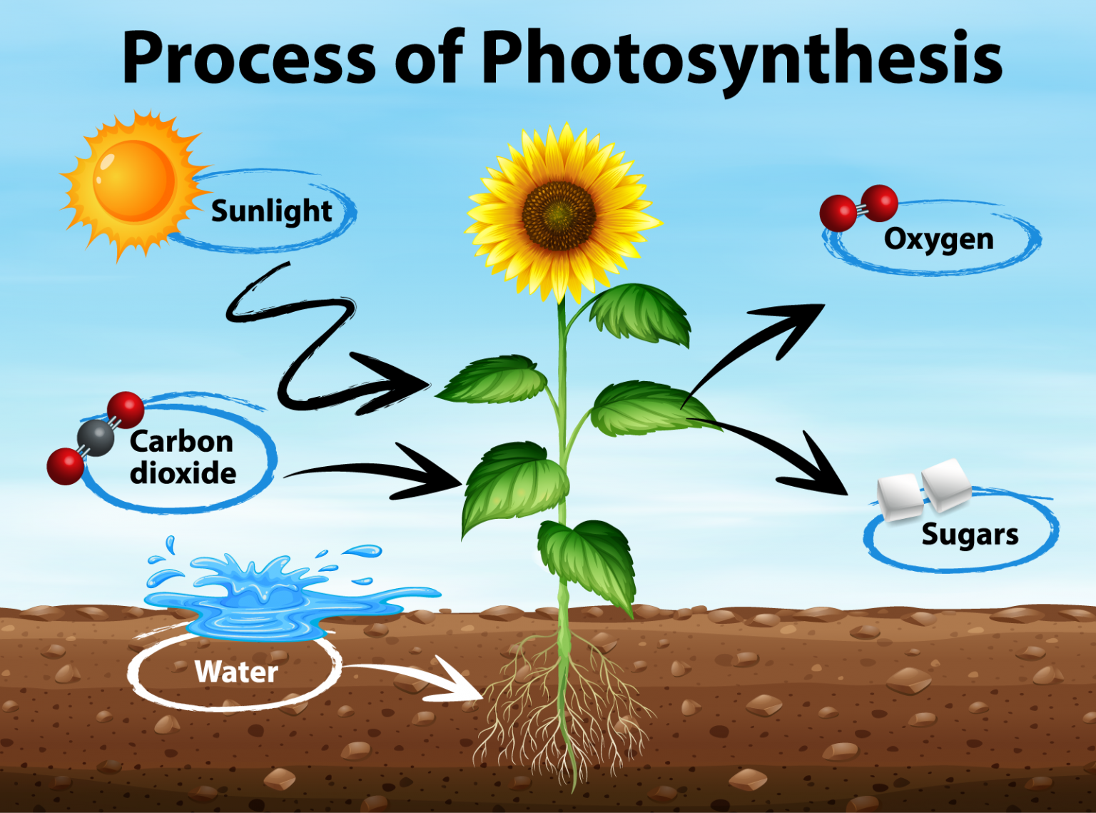 Beyond the Sun: Does the Color of Light Affect Plant Growth? | Color ...