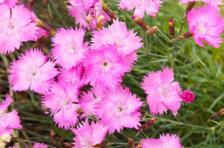 200+ Things That Are Pink in Nature (Full List and Photos) | Color Meanings