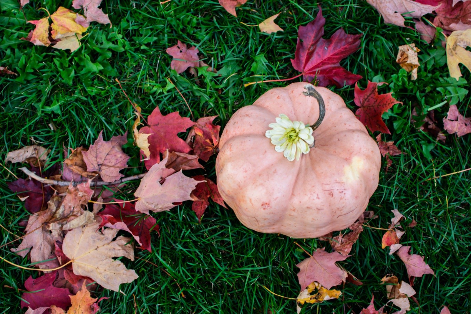 11 Pumpkin Colors And Their Meanings Color Meanings 11-pumpkin-colors-and-their-meanings-color-meanings
