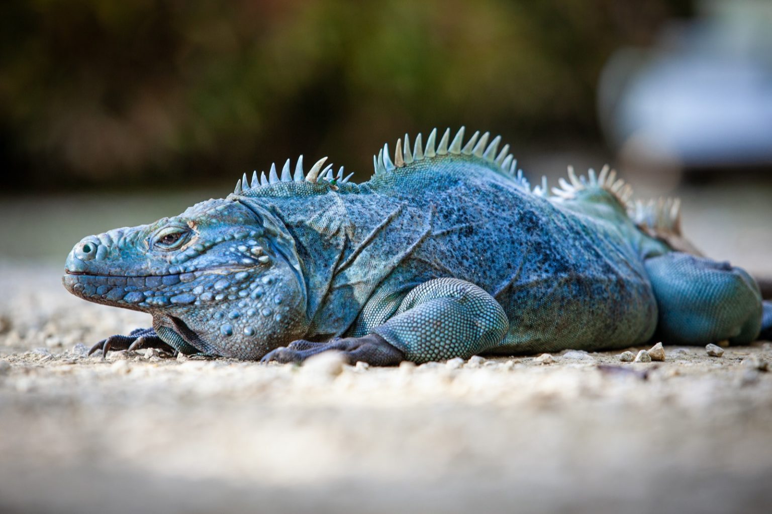 101 Things That Are Blue in Nature (Visual List)