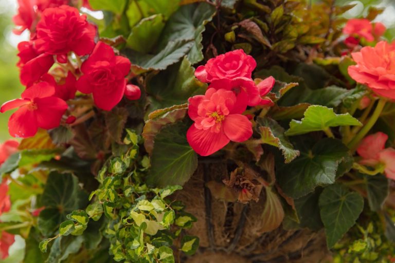 200+ Things That Are Red in Nature (Full List and Photos) | Color Meanings