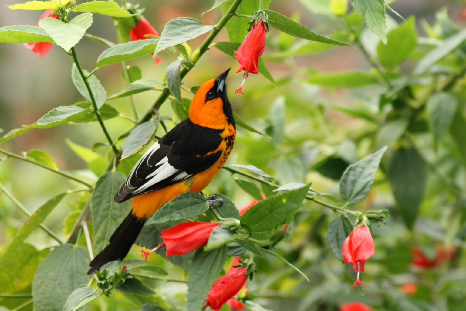 104 Things That Are Orange in Nature (Photos)