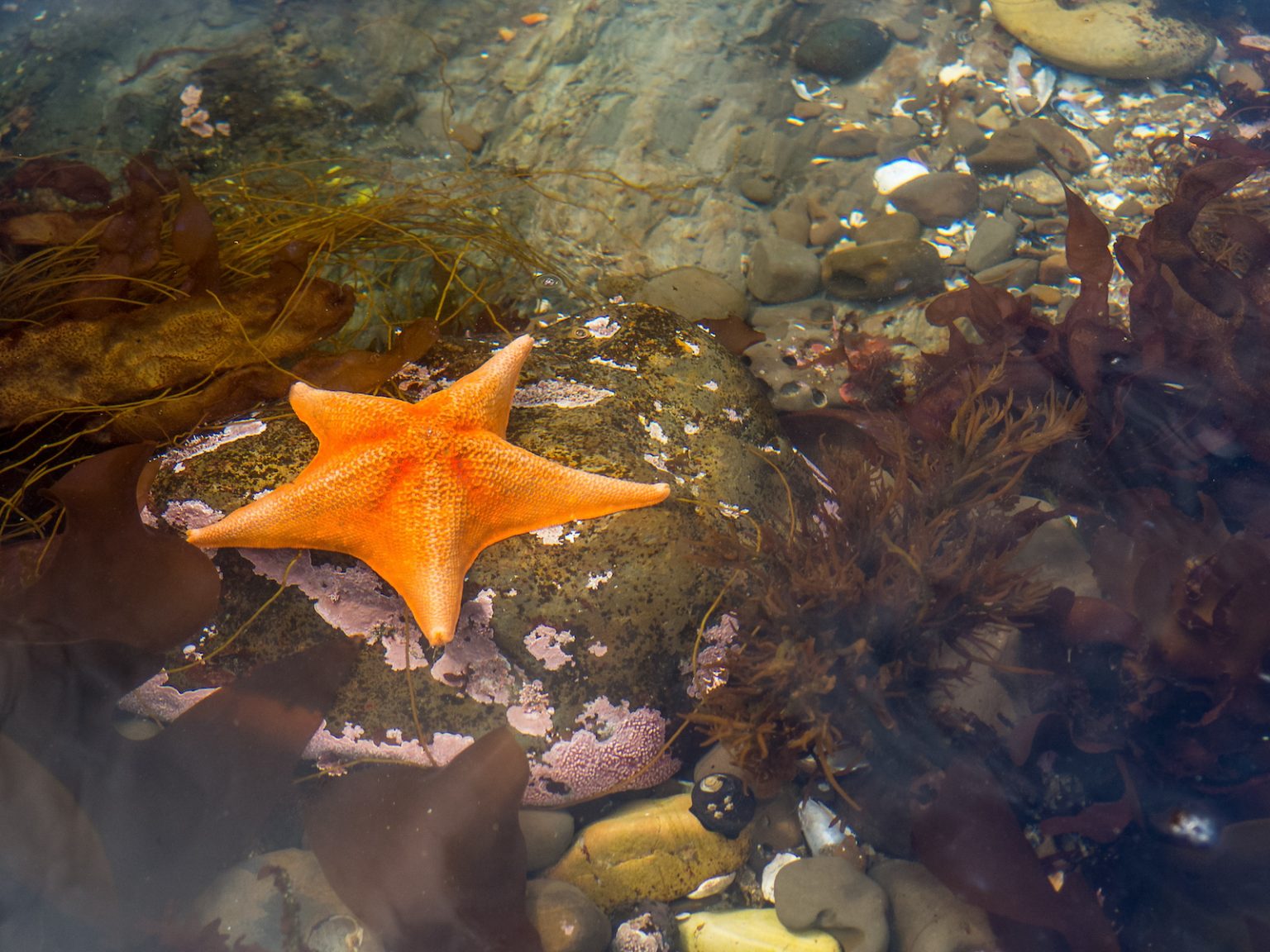104 Things That Are Orange in Nature (Photos)