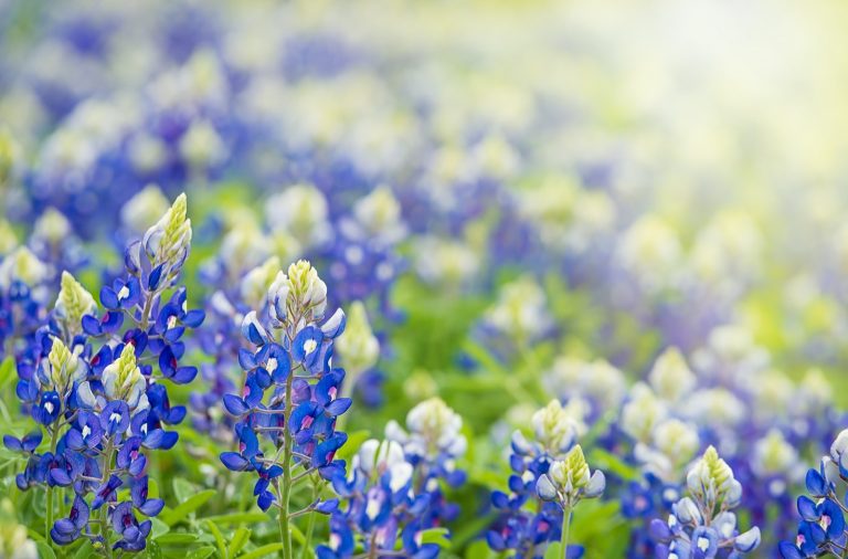 200+ Things That Are Blue in Nature (Full List and Photos) | Color Meanings