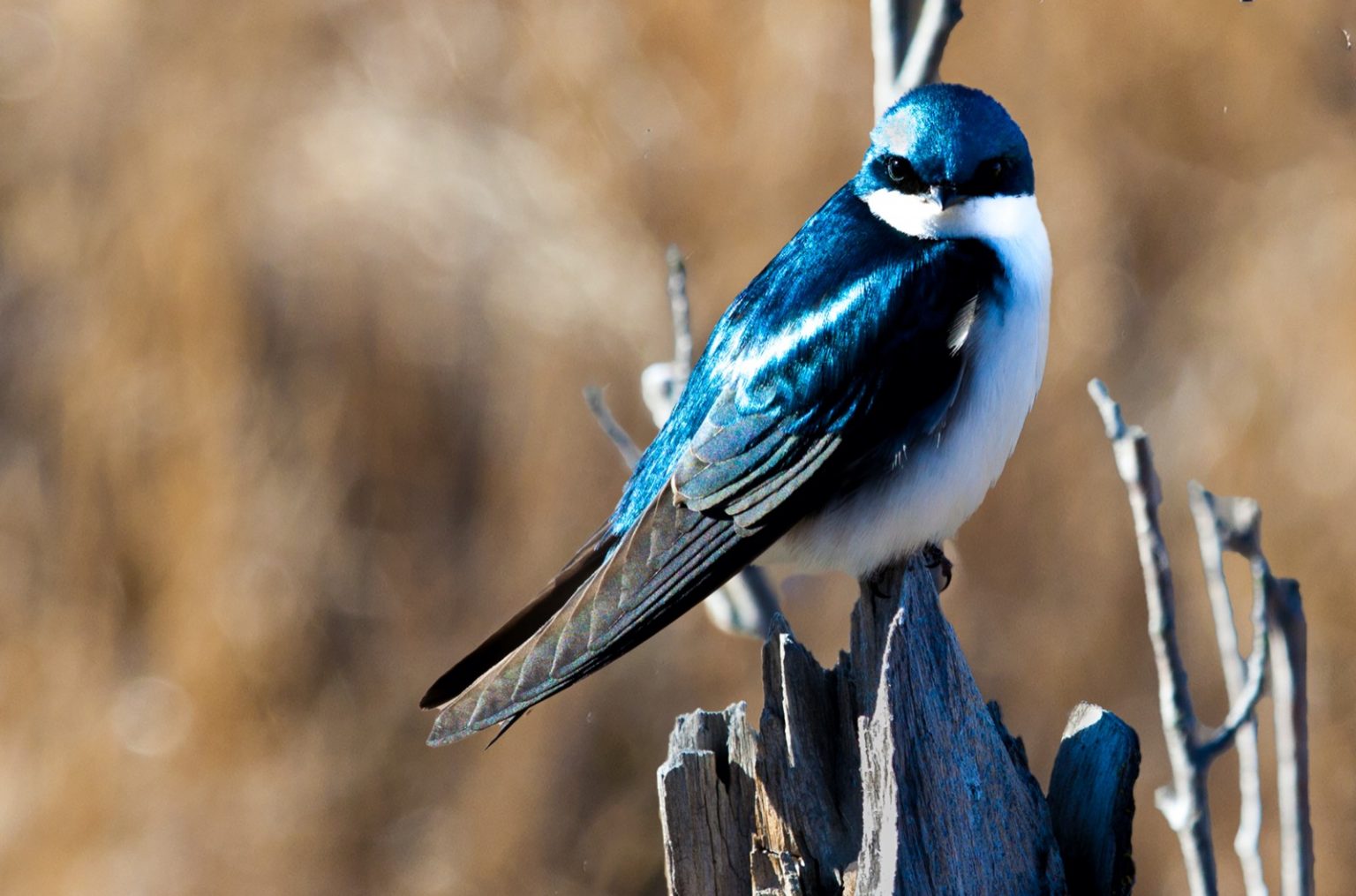 101 Things That Are Blue in Nature (Visual List)