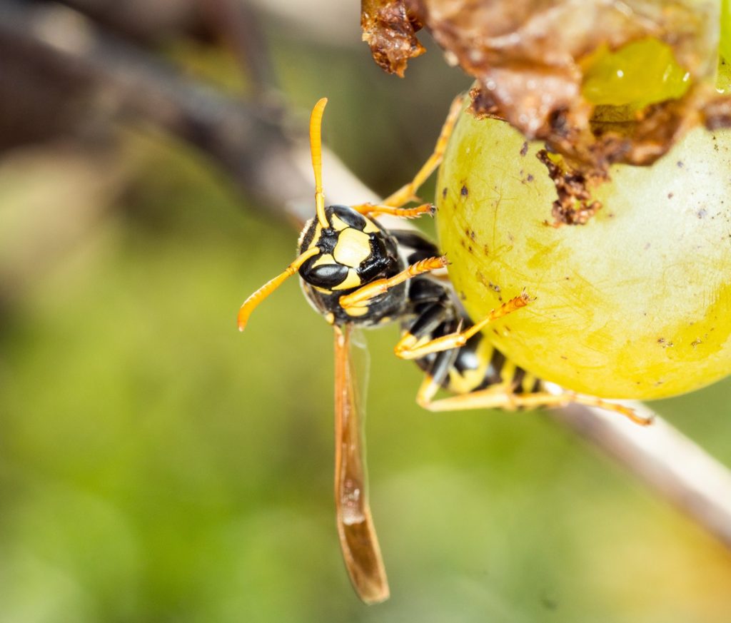 What Colors Are Bees And Wasps Attracted To Color Meanings