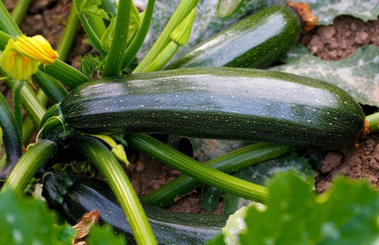 200+ Things That Are Green in Nature (Full List and Photos) | Color ...